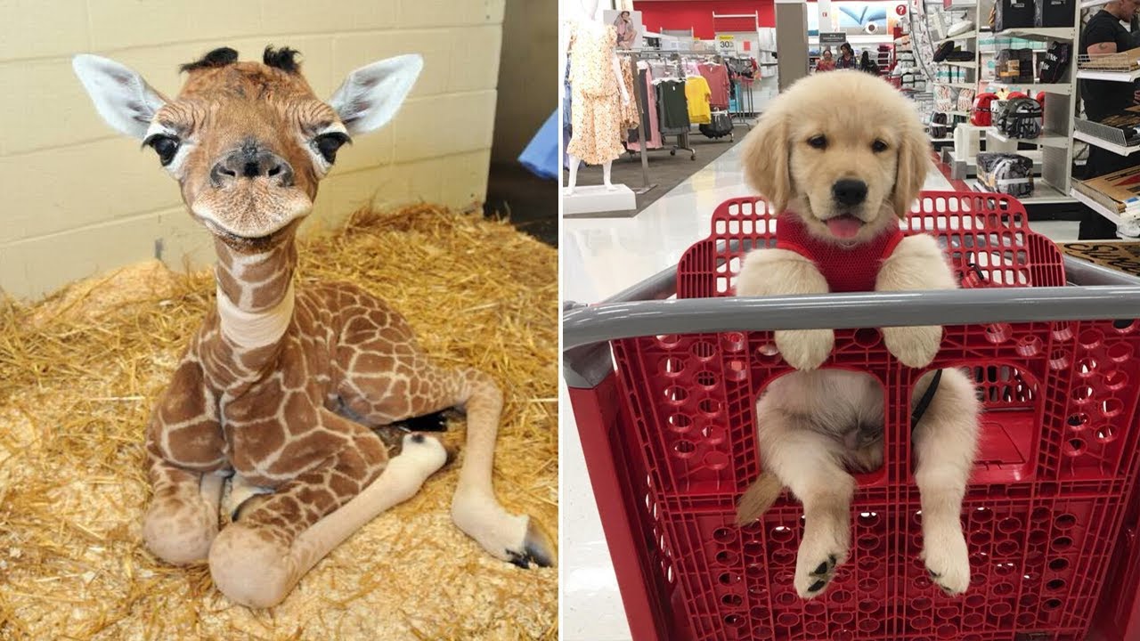 Самые смешные животные! Приколы с котами и собаками! #23