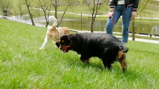 Прогулка на 9 мая