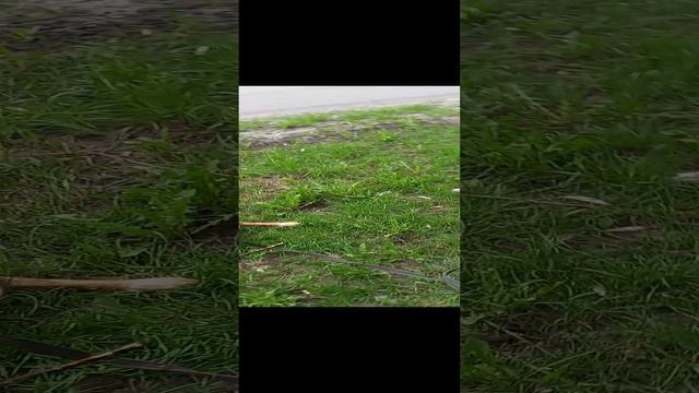 ❗ МОИ ДЕВЧОНОЧКИ😄  #shorts #short #video #shortsvideo #shortvideo #dogs #dogshorts #собака #приколы