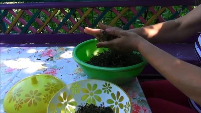 Иван-чай/ Ручная обработка / Какой способ  лучше?  #фиточай #nizuvivideo