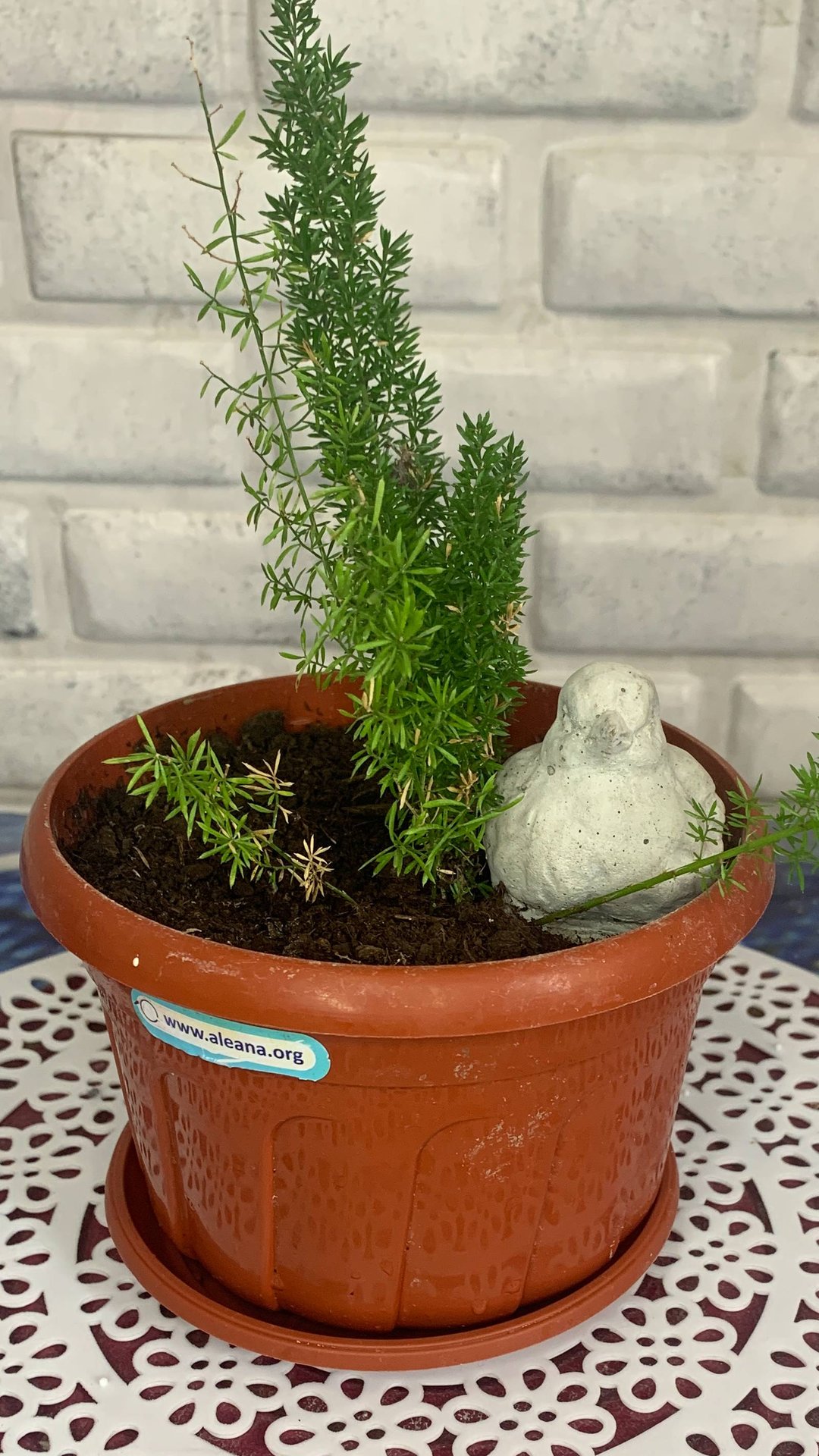 Делаем птичку из бетона
#diy #декоризбетона #избетона # #своимируками