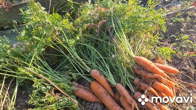 Борьба с огромной морковкой