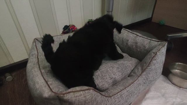 Новая подстилка в новом доме.