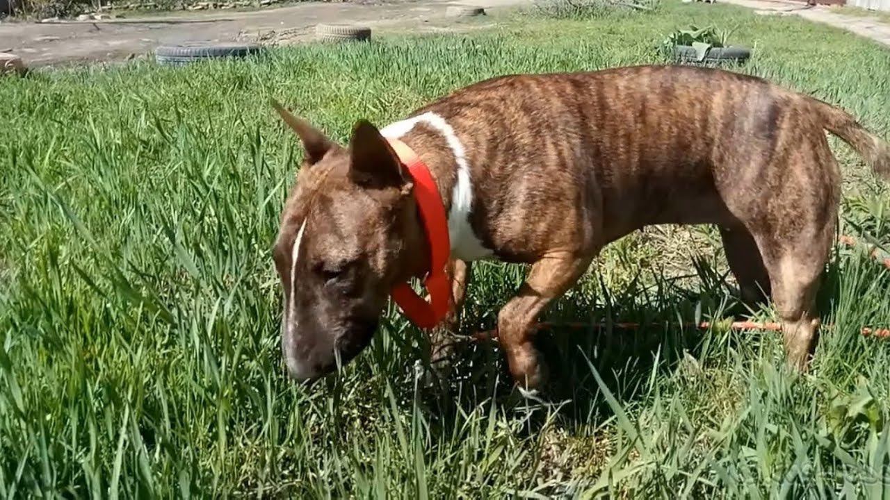 Полетели, птичка, ТАМ много вкусного! - Зачем, если его и ТУТ полно?! Юмми пасётся возле дома...