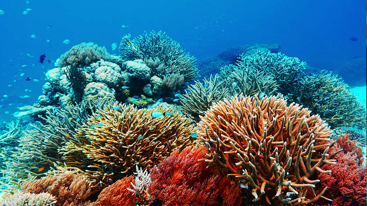 Расслабляющее видео (Жители рифа)