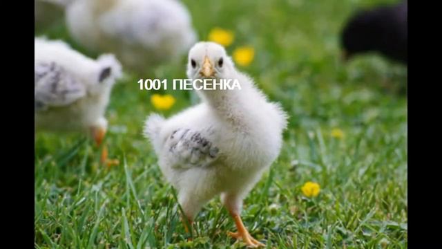 ПЕСЕНКИ  о цыплятах