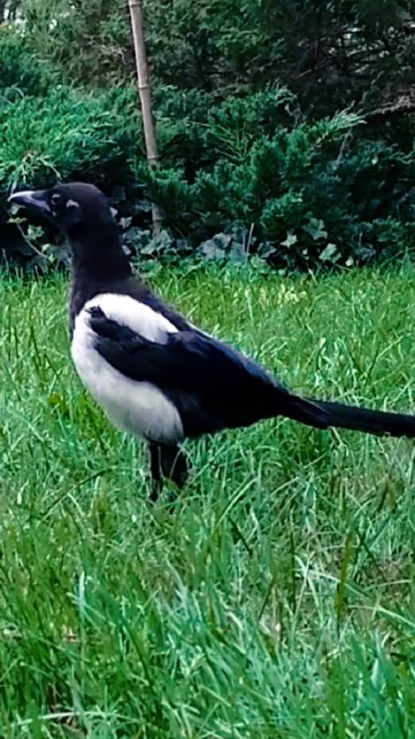 Когда сорока заблудилась в чужом дворе