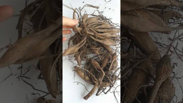 Георгины. Качество посадочного материала из Голландии 2024