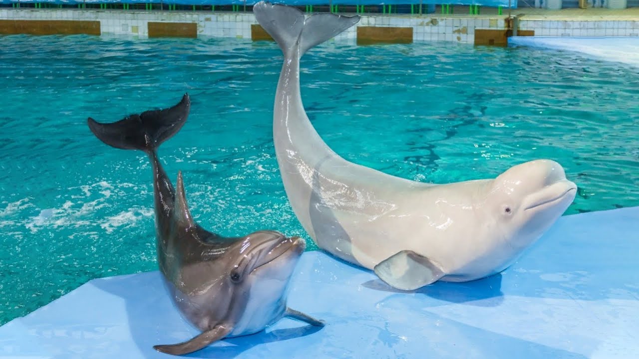 Поход в дельфинарий не отходя от дивана. Евпаторийский дельфинарий.