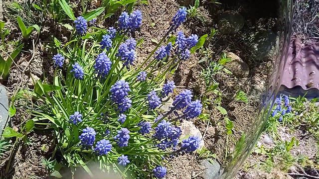 Цветущая дача май