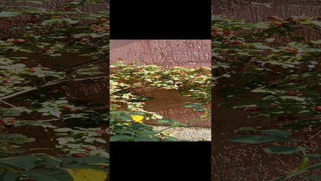 ❗Шиповник в нашем дворе❗