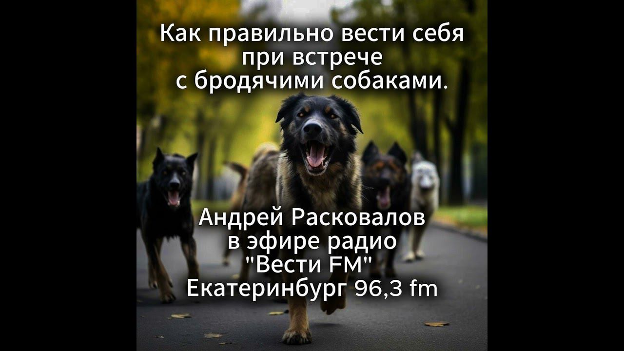 Как правильно себя вести при встрече с бродячими собаками.