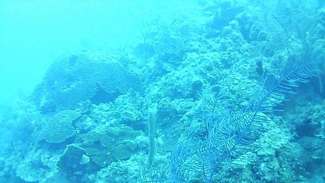 Lens: Подводные съемки, ч.4 , о. Провиденсия Карибы, (Diving in Providencia Island).