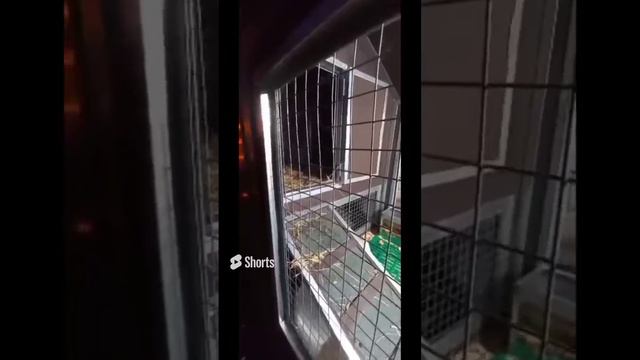 ДОМИК _МЕЧТА_ подойдет ДЛЯ ВСЕХ КРОЛИКОВ И КУРОЧЕК