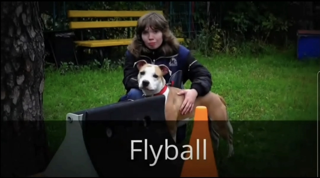 Марфа - ам.стаф.терьер и Боня - ам.стаф.терьер

Флайбол тренировка