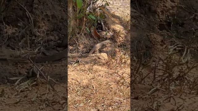 На Шри-Ланке очень много живности, встретили небольшого варана недалеко от отеля