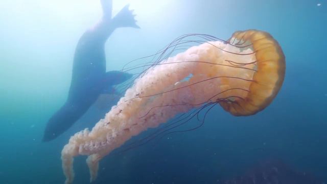 KidsBox_Level6_Unit5_Song_video