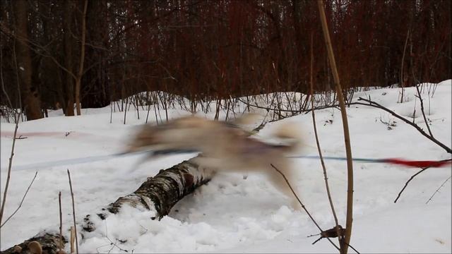 Прыжок через поваленное дерево на модели Винт.
Замедленная съёмка.