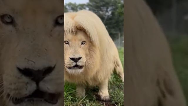 Красивый Лев.