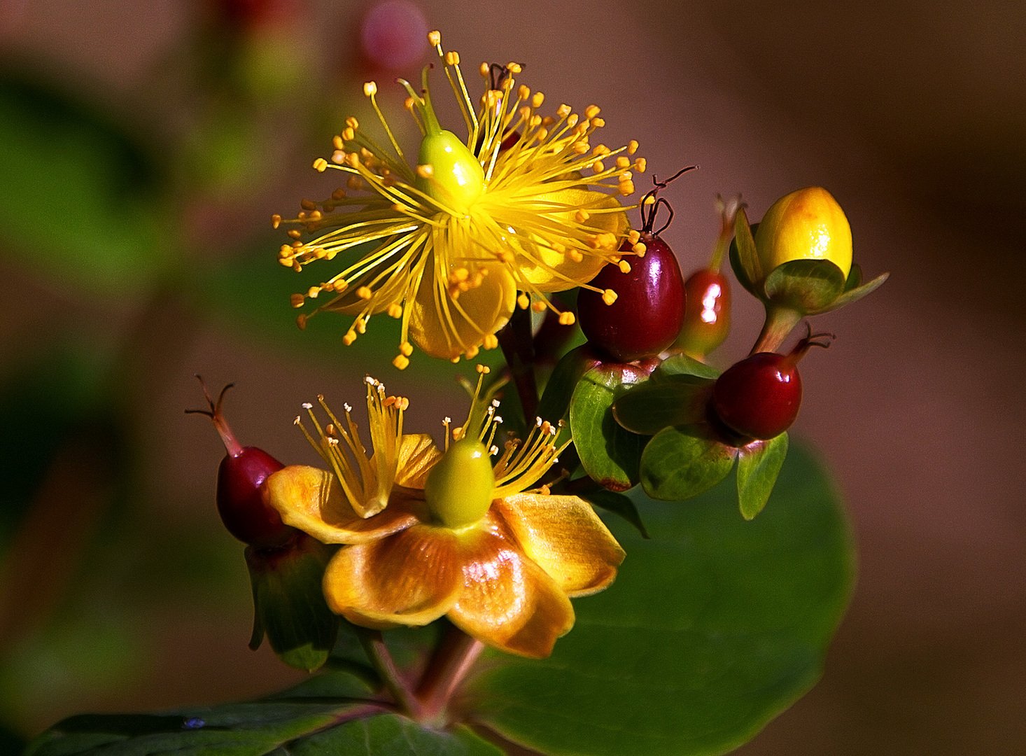 Зверобой РЕЛАКС АРТ-ТЕРАПИЯ ИМПРОВИЗАЦИЯ композитор Виктор Анохин #instrumentalмузыка #цветы