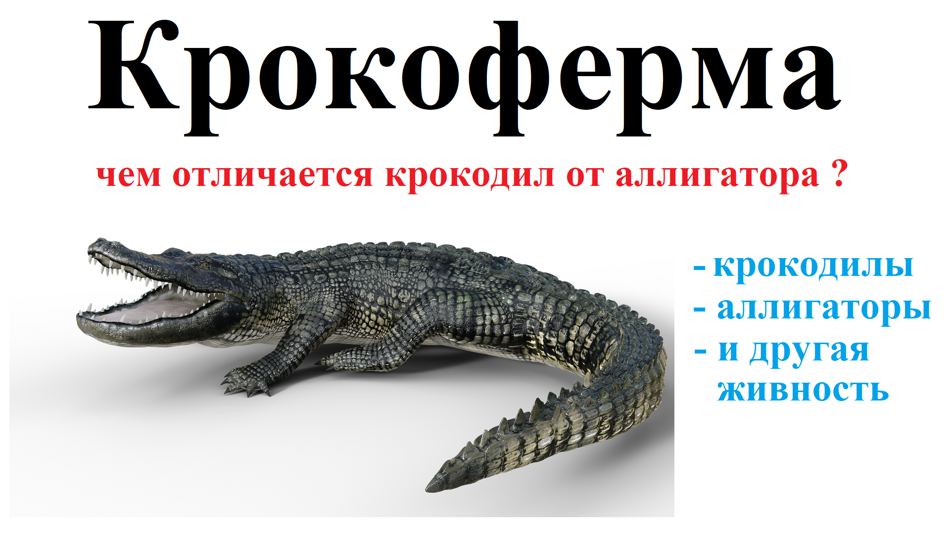 Небольшой зоопарк (Экодеревушка) и крокодиловая ферма недалеко от Коломны. Путешествия