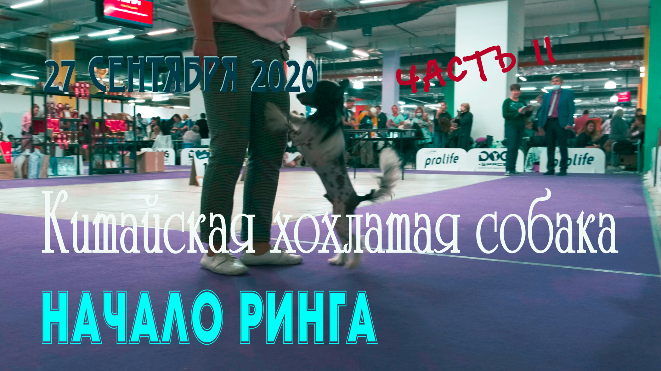 КХС. Монопородка. 27.09.2020 Начало ринга