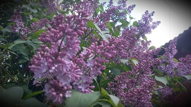 Сирень! природа среди нас.