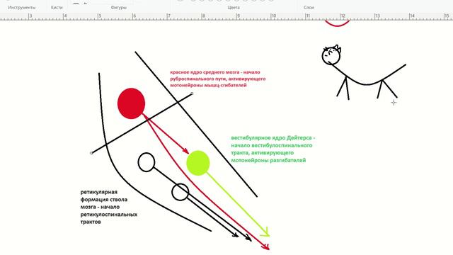 Двигательные функции. Пирамидная и экстрапирамидная системы