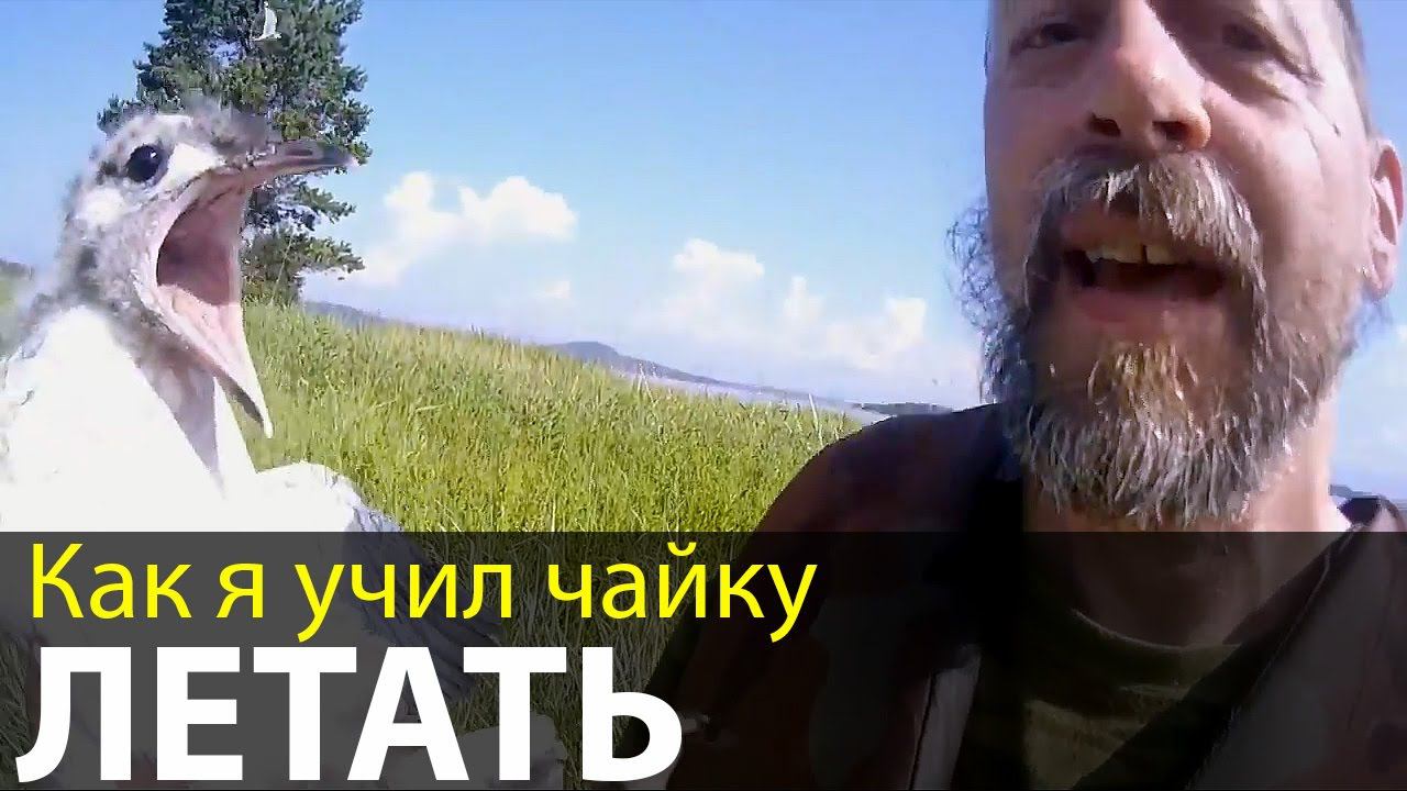 Как я учил чайку летать | Беломорские приключения 2016 | Приключения на байдарке