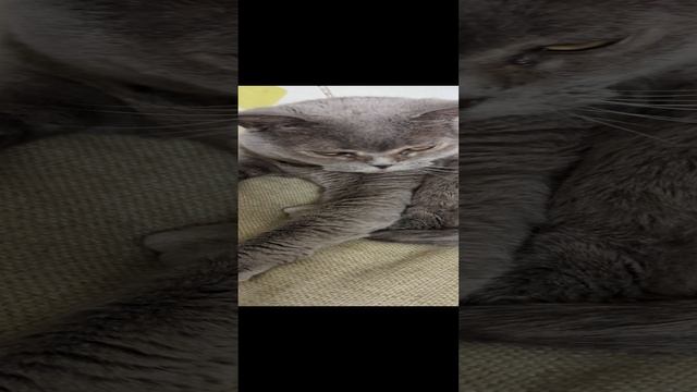 Я проснулась! Гладьте)?