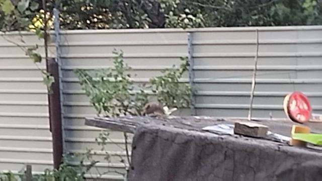 Что нашел воробей?))