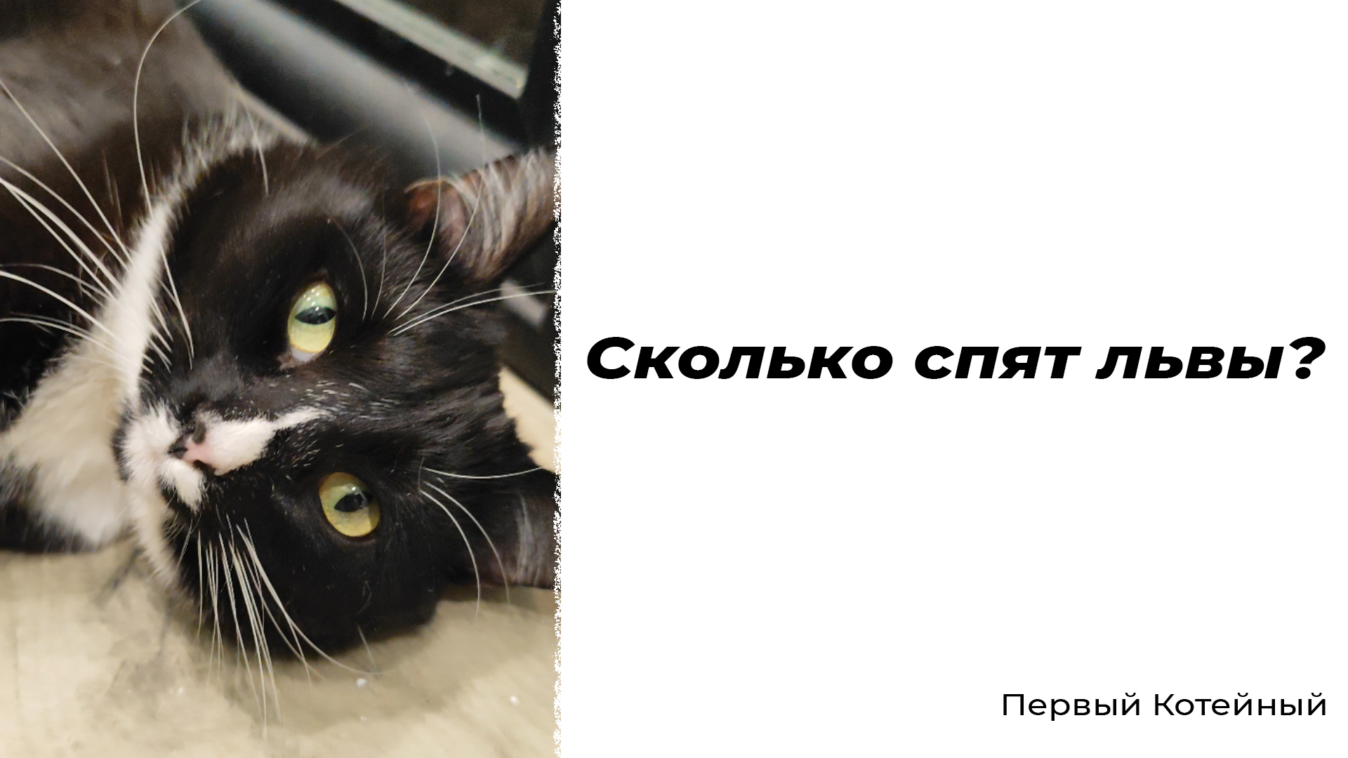 Сколько спят львы? ?