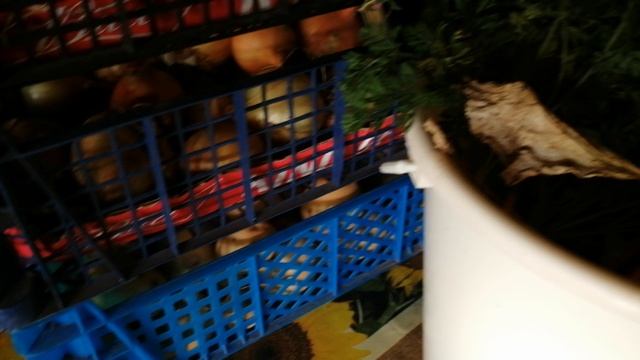 Урожай 13-го августа