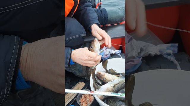 Треска большая, треска маленькая) #треска #рыбалка #море