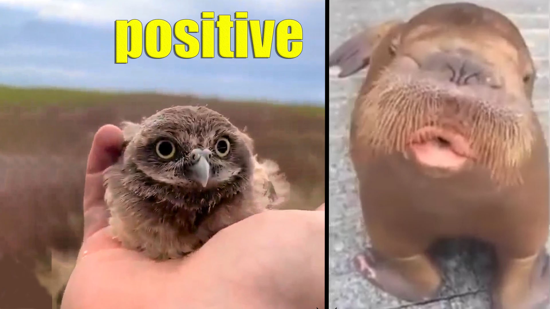 Очередная доза позитива для поднятия настроения #28. Начни день с улыбки!