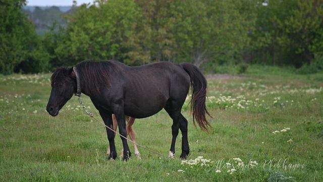 На лугу пасутся ..