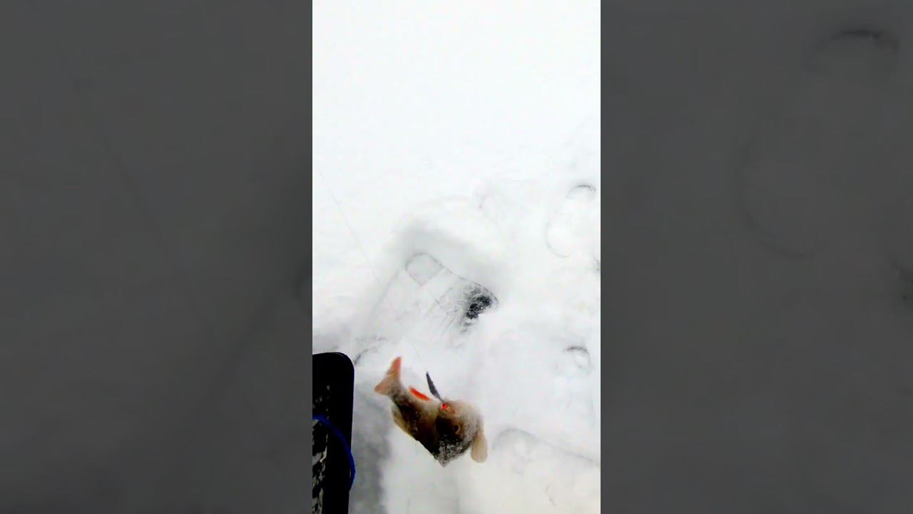 ОМ1 Лучшая удочка блеснилка для окуня