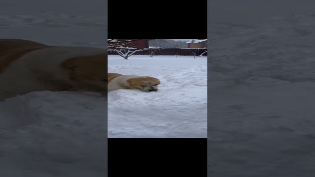 Зачем убирают люди снег