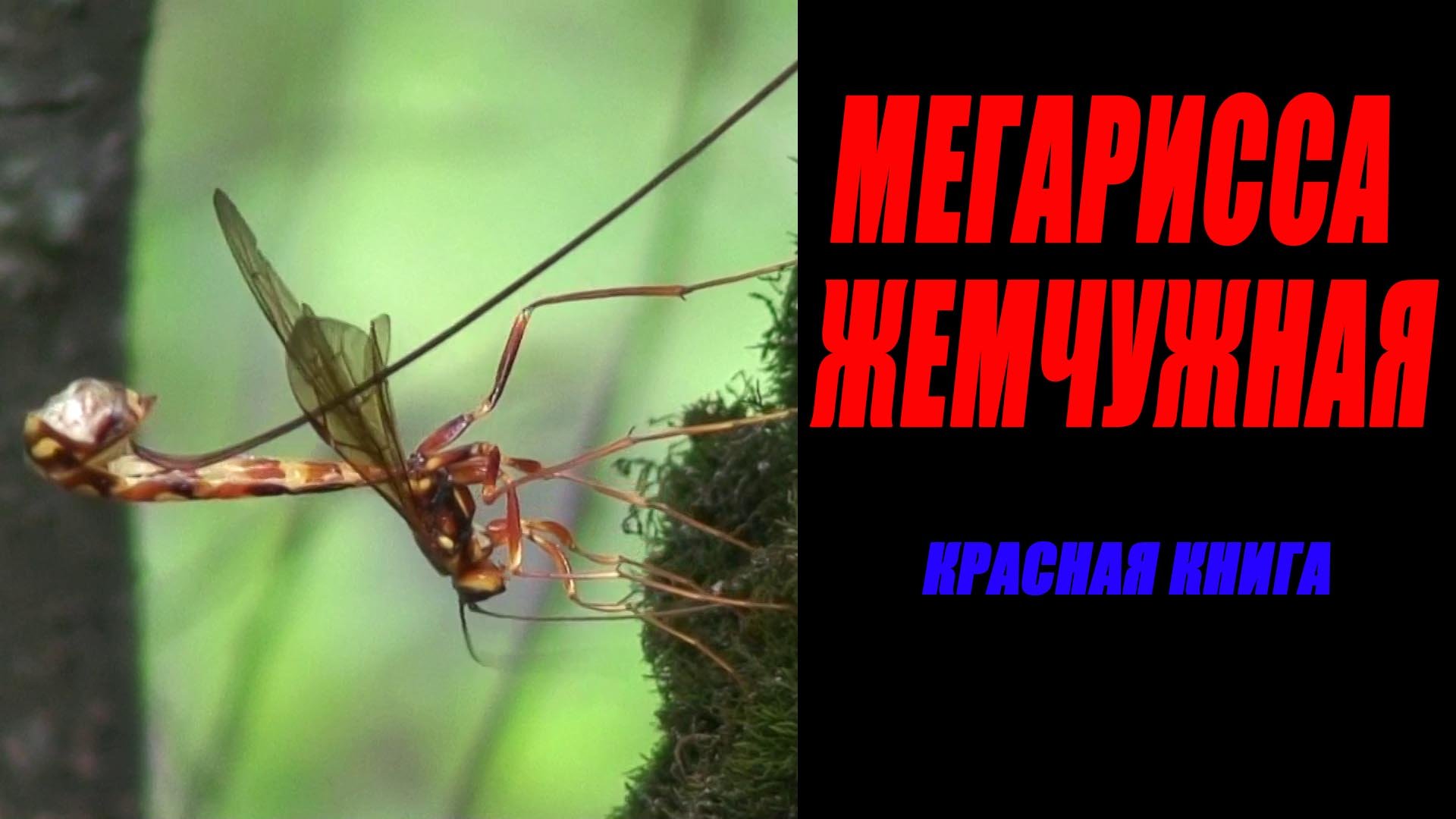 Краснокнижный вид! Мегарисса жемчужная / Миллиметровая Вселенная