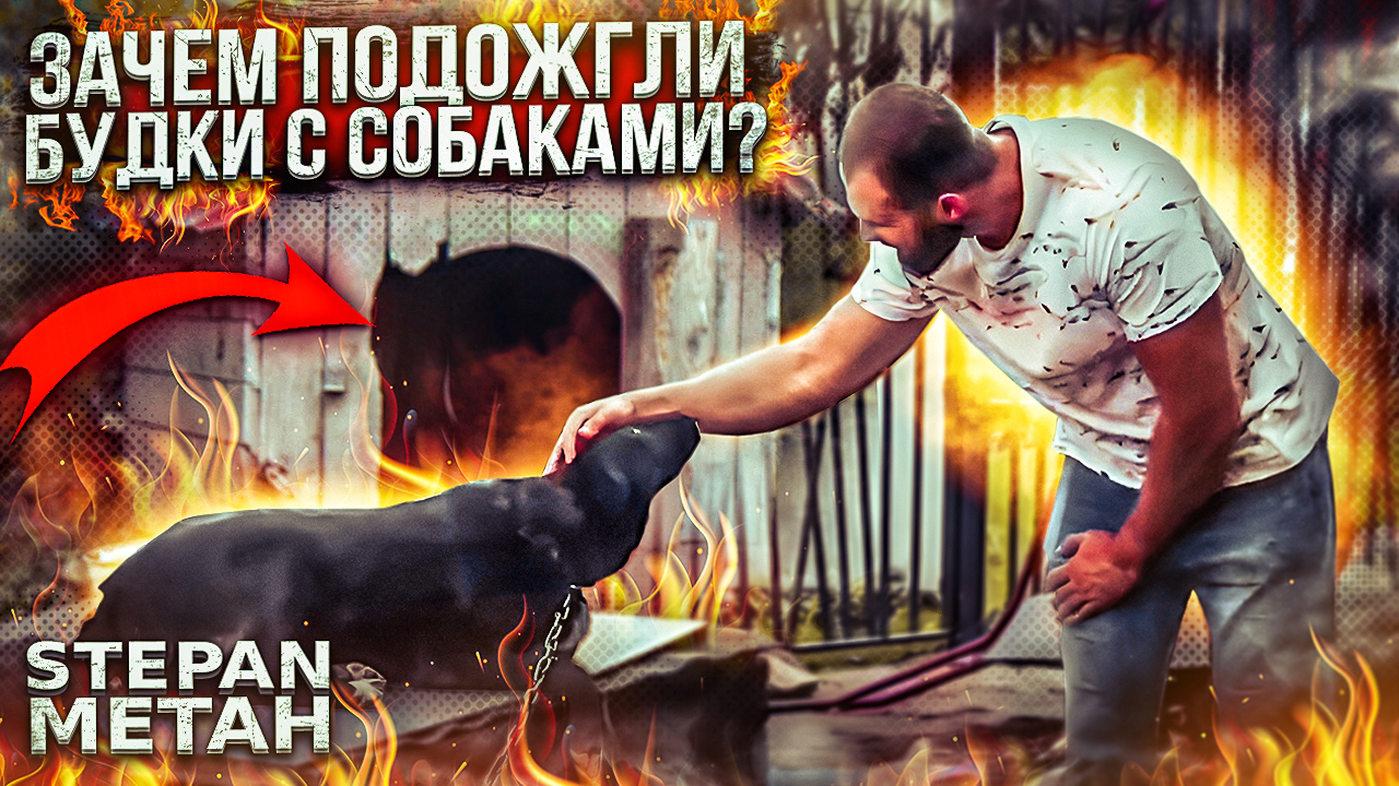 Любимые собачки. Сюжет от проекта "Защита животных"