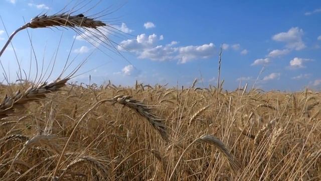 Сила Рода. Ч.2