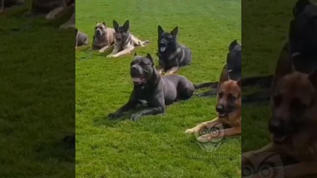 Шеф приехал.