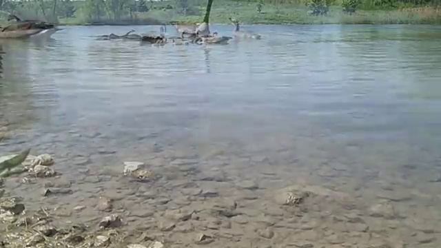 звуки природы.mp4