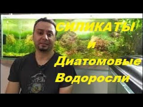 Про силикаты в воде и водоросли. (Архив от 12.02.2023)