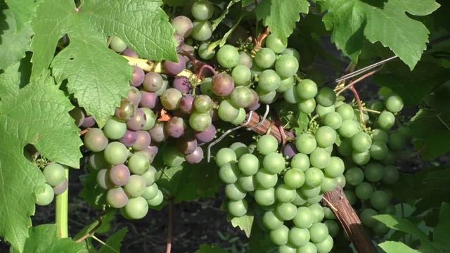 Сростинские гибриды винограда 2020.