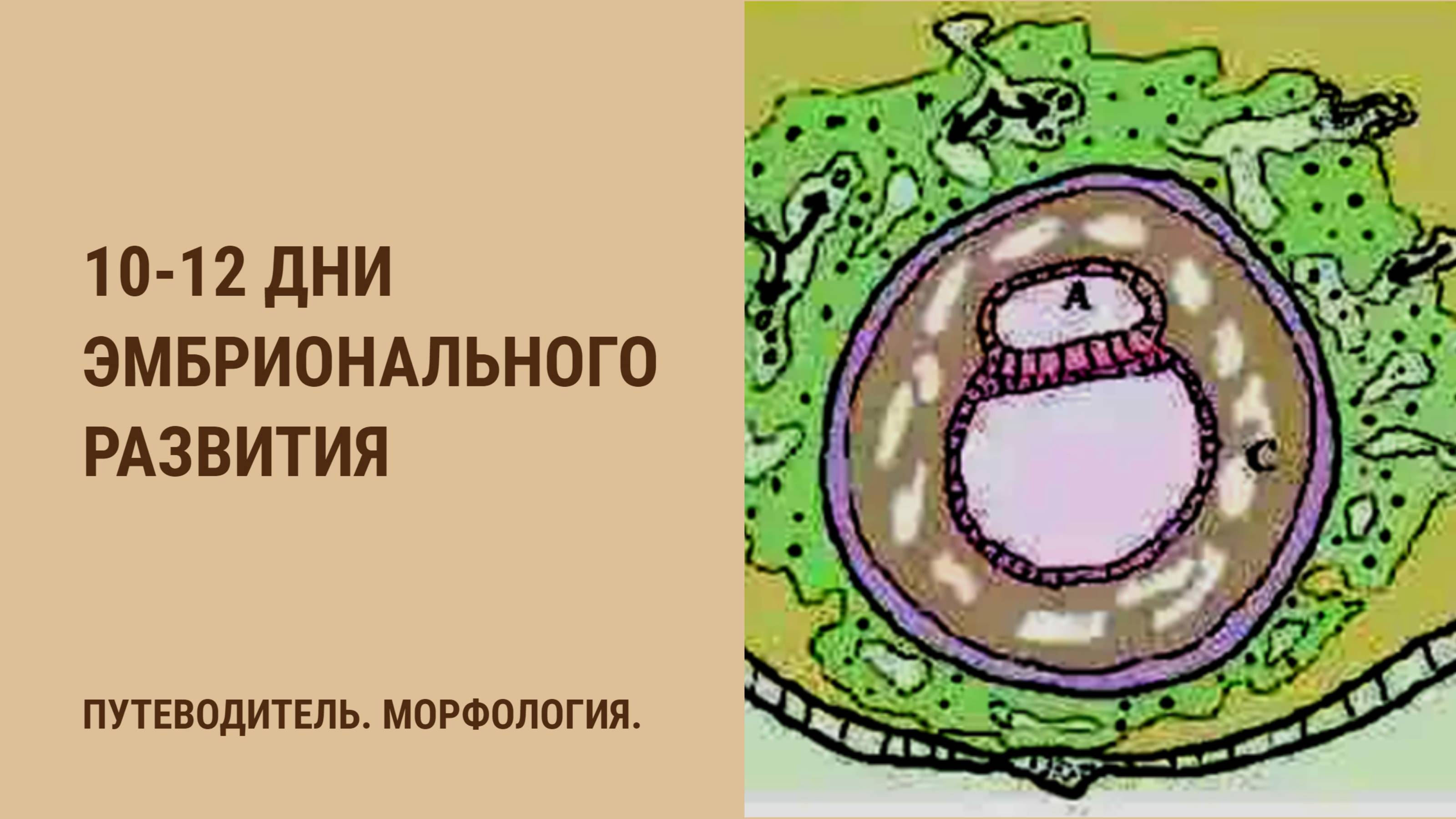 10-12 дни эмбрионального развития