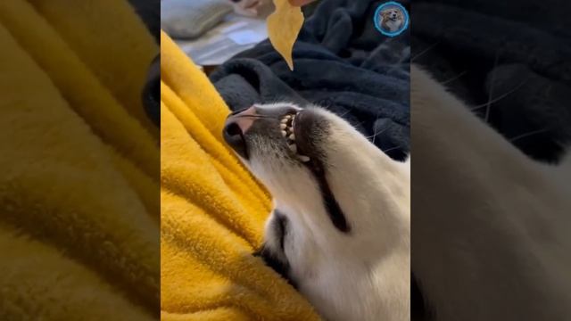 Наши любимые прикольные питомцы