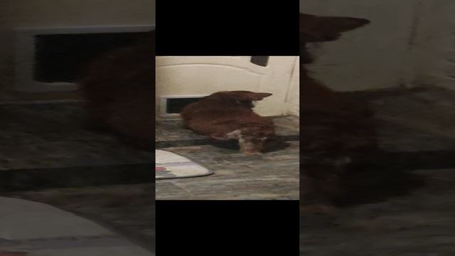 Жирный пес и маленькая дверка! Пролезет или нет?