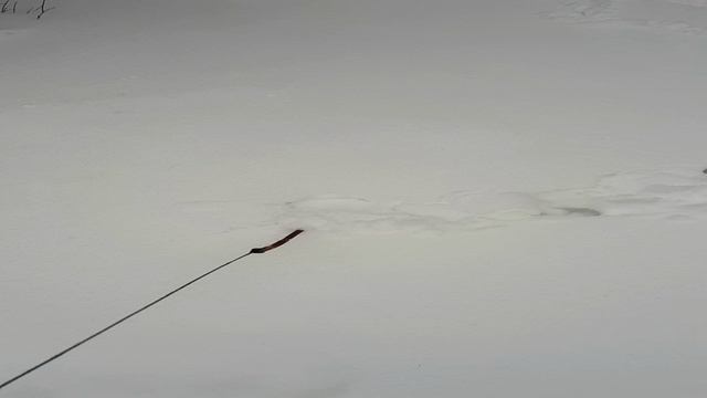 Хорек в снегу