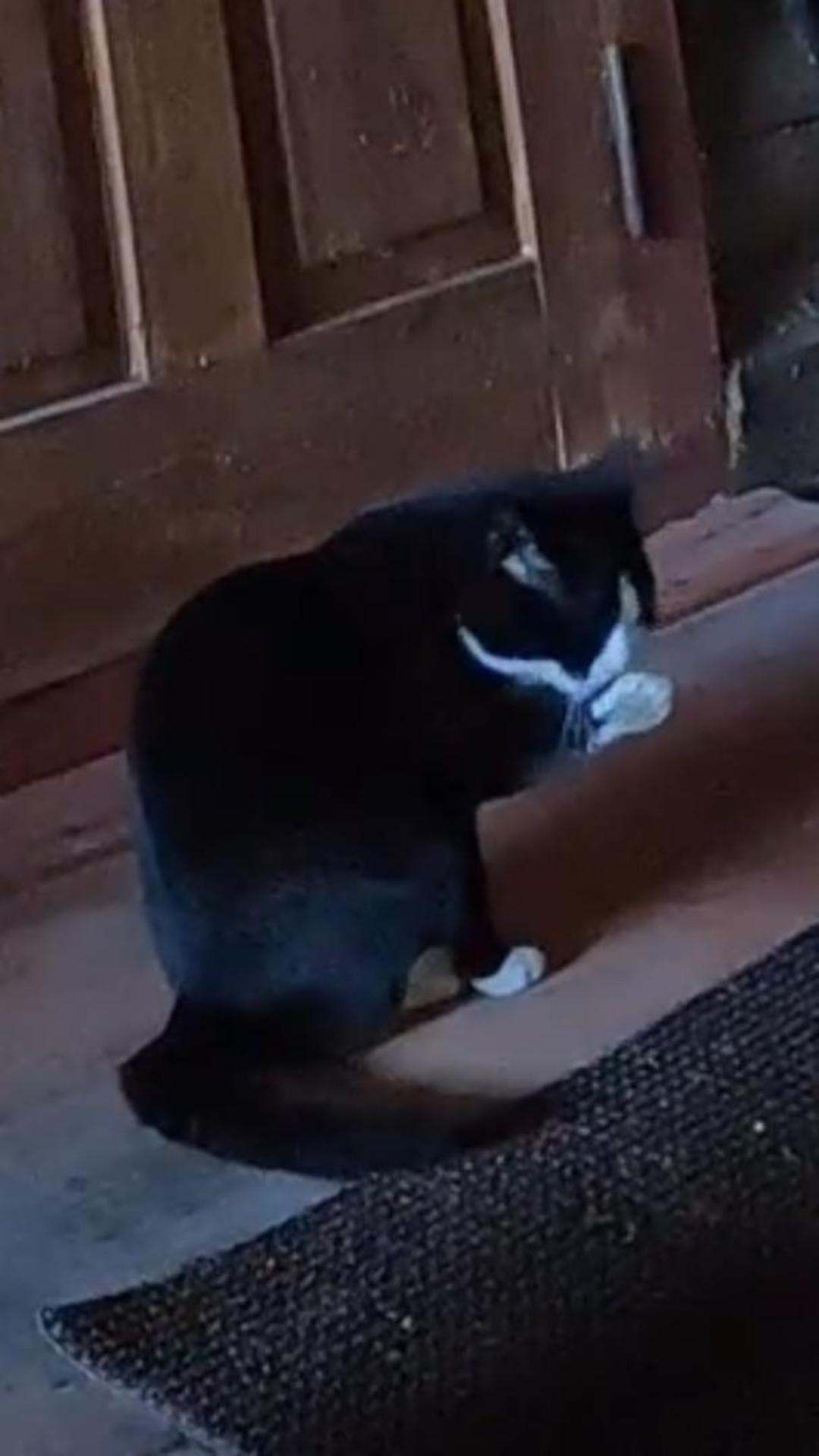 Кот Феликс умывается после завтрака